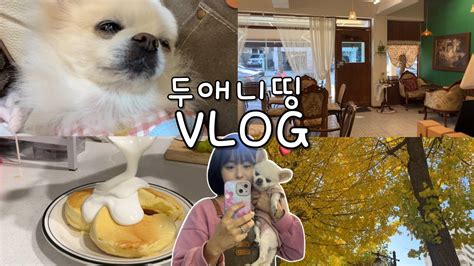 처음 찍어보는 카페 Vlog 브이로그｜강아지랑 출근하는 소소한 일상 Youtube