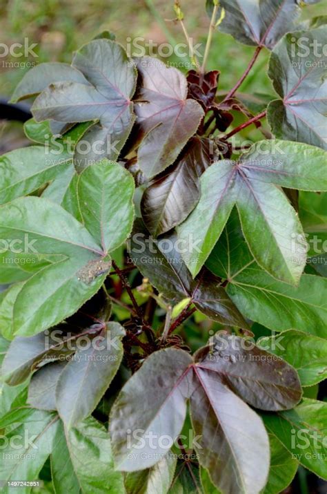 A Herbal Medicinal Plant Called Red Jatropha In Indonesia It Is Called