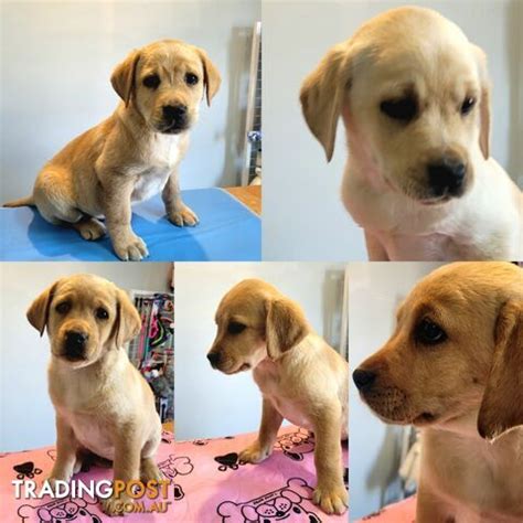 Puppies For Sale