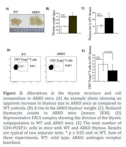 Androgen Receptor Ar Ablation Encumbers The Expansion And Function Of