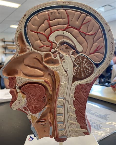 Endocrine System Structures Found In The Brain Diagram Quizlet