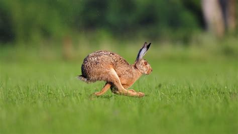Do Rabbits Hibernate Learn How They Survive Winter Everbreed