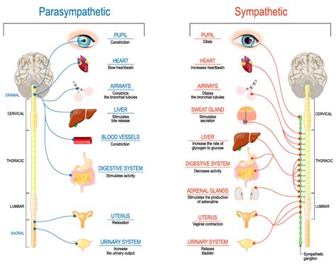 An Introduction To The Sympathetic And Parasympathetic Nervous System Parasympathetic