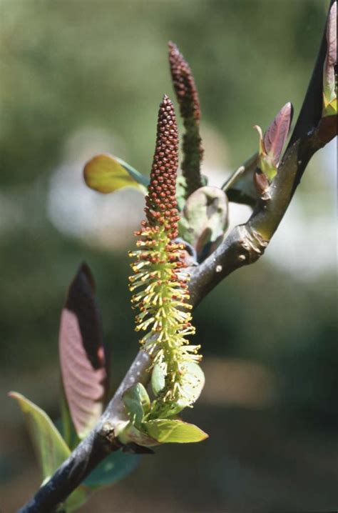 Salix Magnifica Foot Catkin Willow Shrubs Rhs