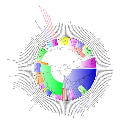 Global Phylogenomics Of Enterobacter Hormaechei Strains Obtained From