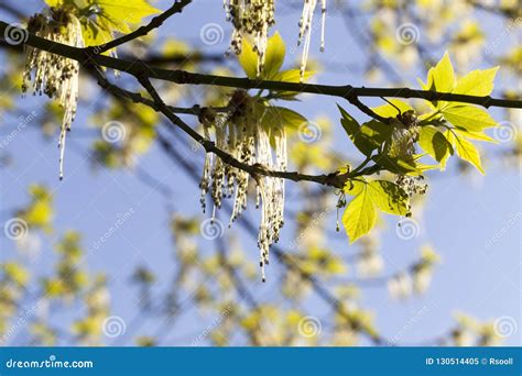 Beautiful Flowering Maple Stock Image Image Of Branch 130514405