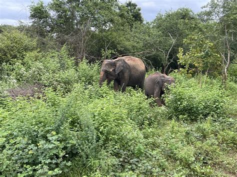 Had The Privilege To Experience A Safari Ride In Udawalawa As A Field Trip Which Was An Academic