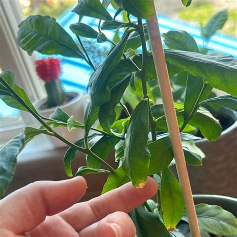 🍋 10 Key Phases Of Lemon Development