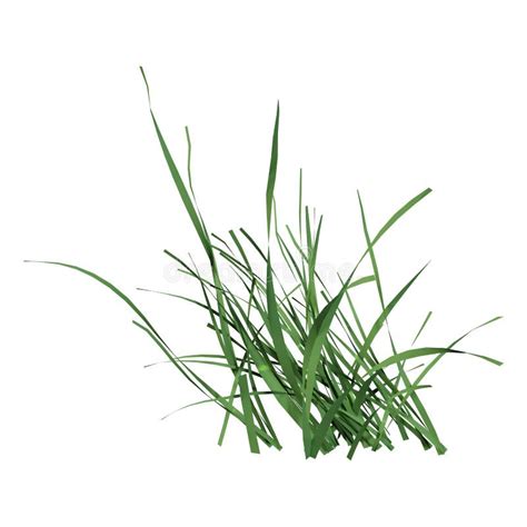 Clump Of Grass Stock Illustration Illustration Of Text 15805636
