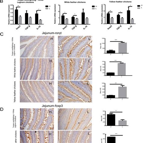 Comparison Of Th17 Treg Cell Associated Transcriptional Factors And Download Scientific Diagram