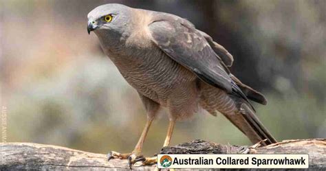 Australian Collared Sparrowhawk Accipiter Paraspizias Cirrocephalus