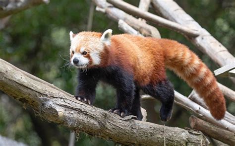 San Francisco Zoo Now Open To The General Public
