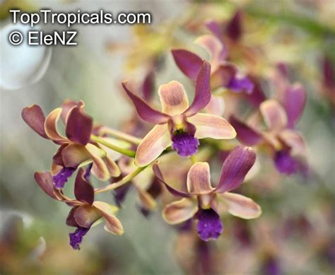 Dendrobium Sp Dendrobium Orchid Top Tropicals Plant Encyclopedia