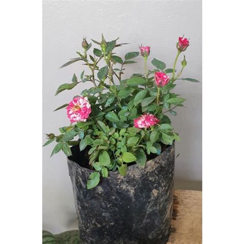 Pitimini Climbing Rose Plant Lazada Ph