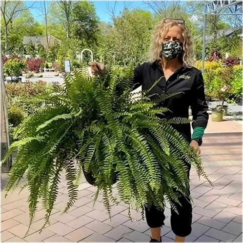 Uv Resistant Boston Ferns For Outdoor 17 3inch Artificial Natural