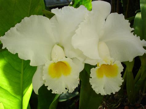 Bunga Putih Bakung Tanaman Foto Gratis Di Pixabay Pixabay