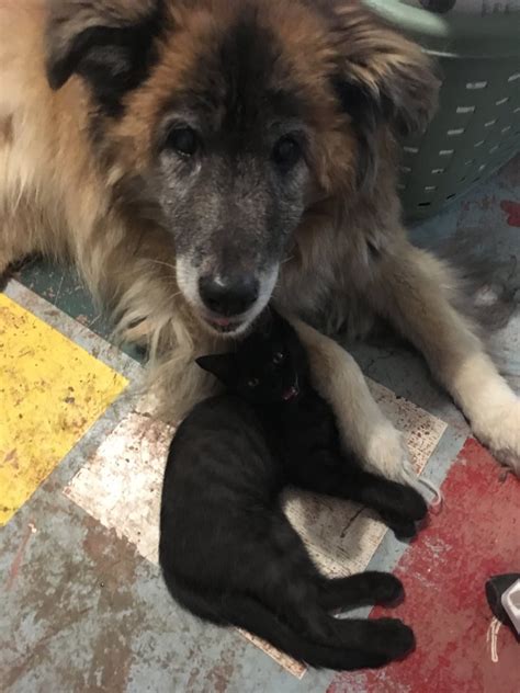 A Few Years Old But This Is Pooka Kitty And Pippi Pupper Immediate Love R Kittypupperlove