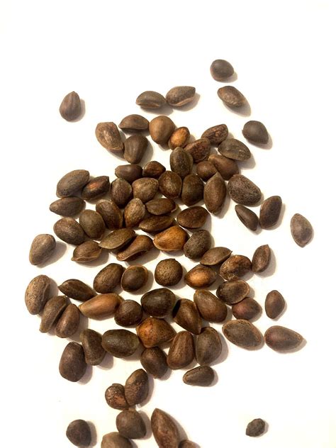 Border Pine Tree Seeds Pinus Strobiformis Southwestern White Pine