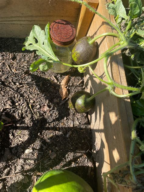 Weird Looking Black Diamond Watermelons Rgardening