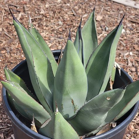 Agave Shark Skin Desertscapesucculent