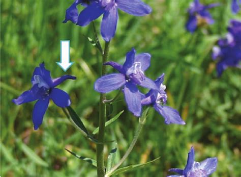 Close Up Photo Of The Larkspur Flower Demonstrating The Spur Arrow As