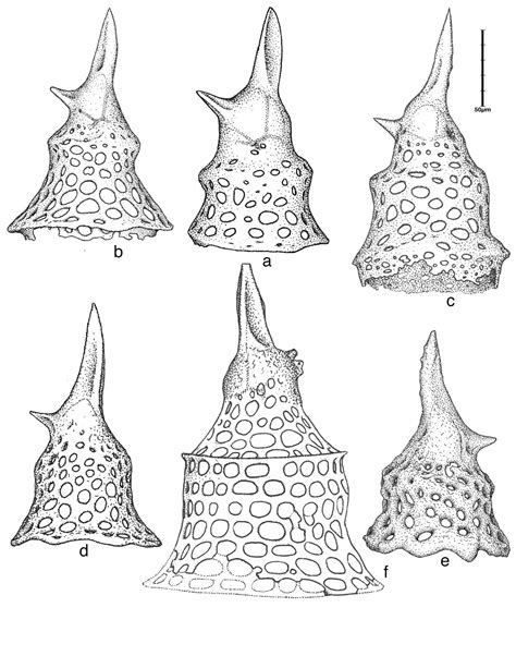 Fig 8 A Humerocyrtis Contraria N In New Middle Triassic Bell