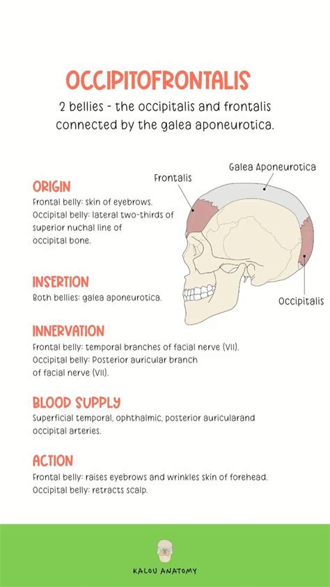 Occipitofrontalis Muscle Human Body Systems Anatomy Facial Nerve