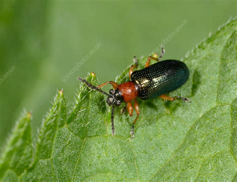 Cereal Leaf Beetle Stock Image C030 3394 Science Photo Library