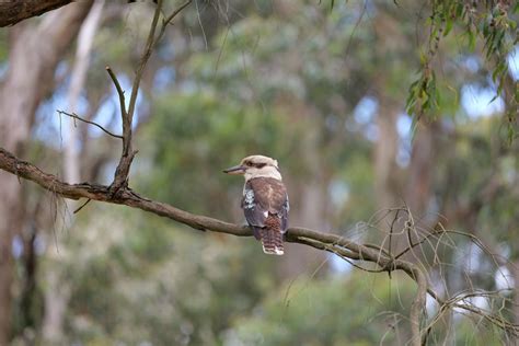 Close Up Of A Laughing Kookaburra Sitting On A Tree Branch · Free Stock