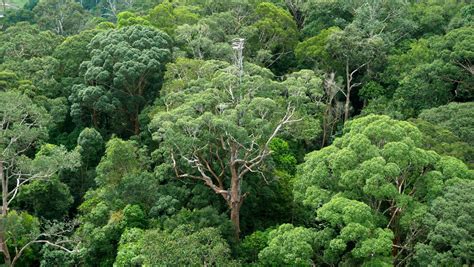 Forest South Asia