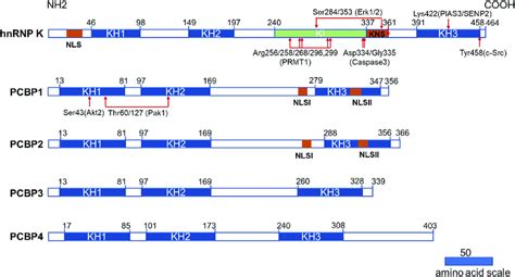 Structural Characteristics Of Pcbps And Their Post Translational