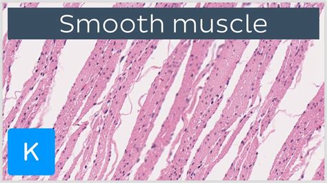 Smooth Muscle Vs Skeletal Muscle Histology