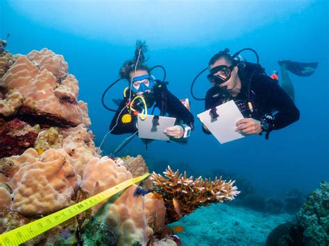 Reef Health Assessments Roctopus Ecotrust