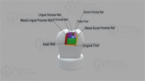 Tooth Landmarks 3d Model By Westernu3d 8cbf3da Sketchfab