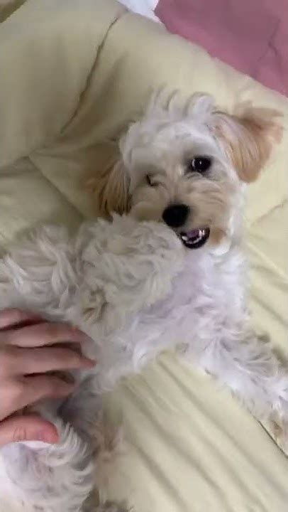 목 만지면 바로 드러눕는 아기강아지🐶 Youtube