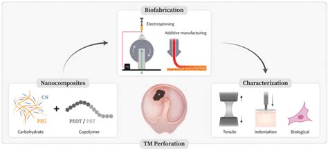 Schematic Diagram Illustrating The Overall Flowchart Of The Study