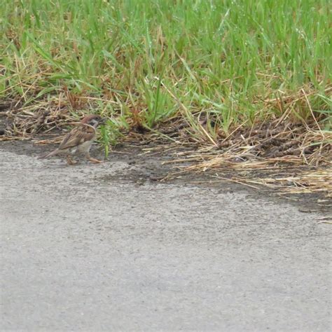 ヒバリ 太一パパです