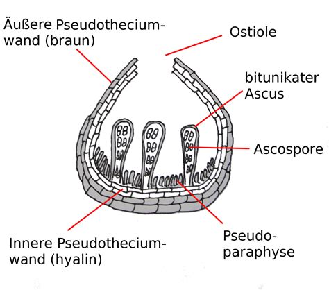 Ascomycota Fruit Body Ascocarp Types