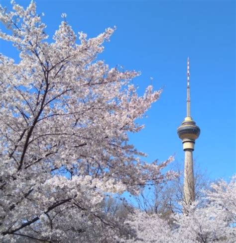 2020玉渊潭公园 旅游攻略 门票 地址 问答 游记点评，北京旅游旅游景点推荐 去哪儿攻略
