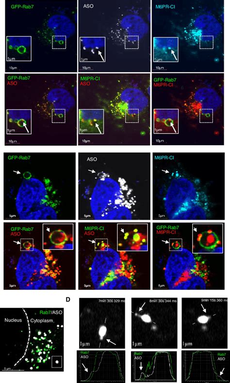 M6pr Ci Co Localizes With Ps Asos Inside Les And On The Membranes Of