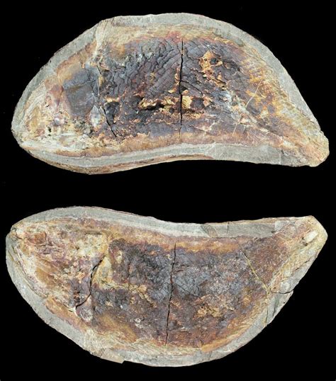 48 Triassic Fossil Fish Boreosomus In Nodule Madagascar 53654