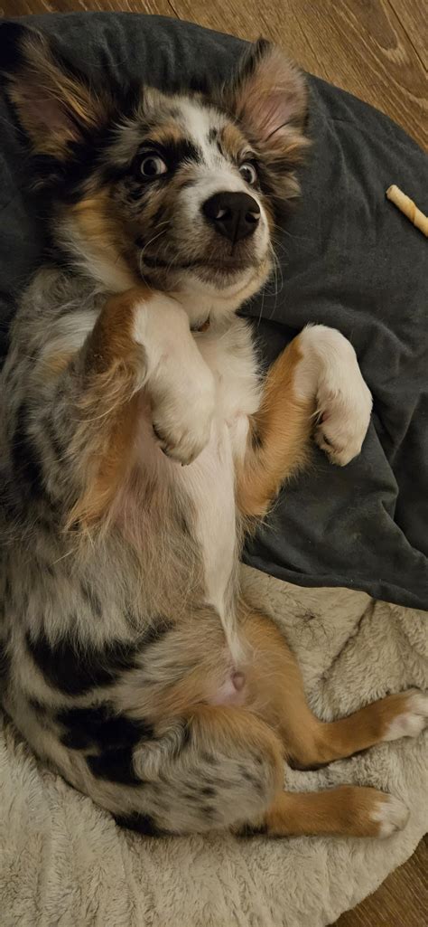 My boy : r/MiniAussies