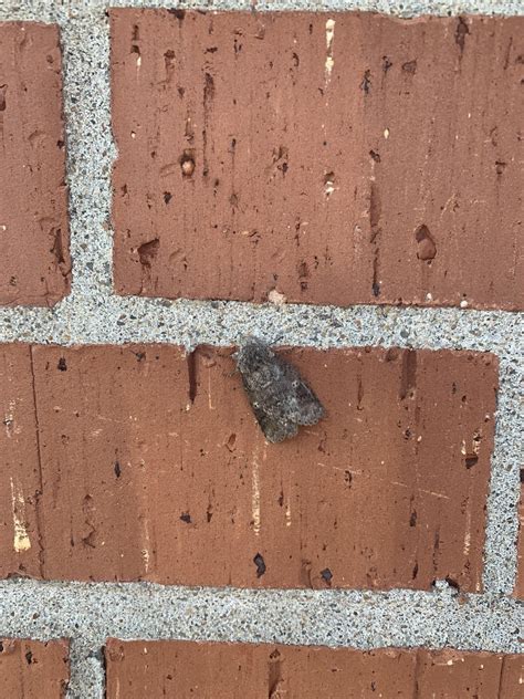 Bugs Around My School [northeast Oklahoma] R Whatsthisbug