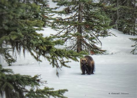 Wolverines Are Declining In The Canadian Rockies New Research Paper —
