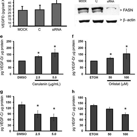 Fatty Acid Synthase Fasn Inhibitors Reduce Proliferation And Promote