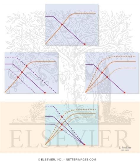 Cardiac Function And Vascular Function Curves