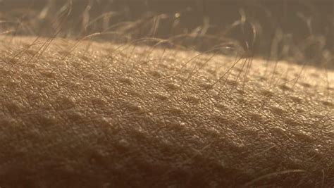Goosebumps Close Up Hair On Stock Footage Video Artofit