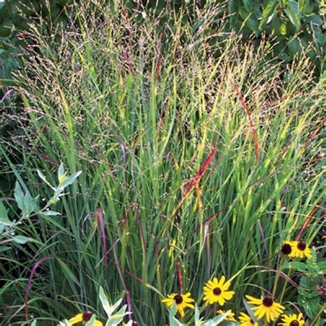 ‘shenandoah Red Switchgrass Vinland Valley Nursery