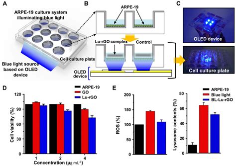 Blue Light Induced Oxidative Stress In Arpe 19 Cells And The