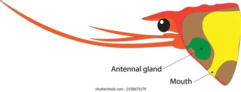 111 Excretory Material 图片、库存照片和矢量图 Shutterstock